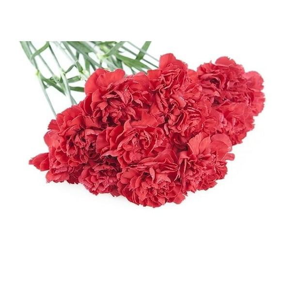 Carnations in All Flowers - Walmart.com
