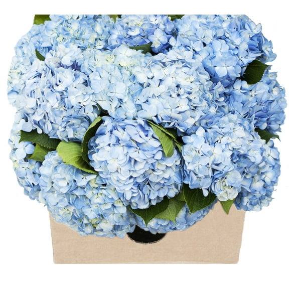 Hydrangeas in All Flowers - Walmart.com