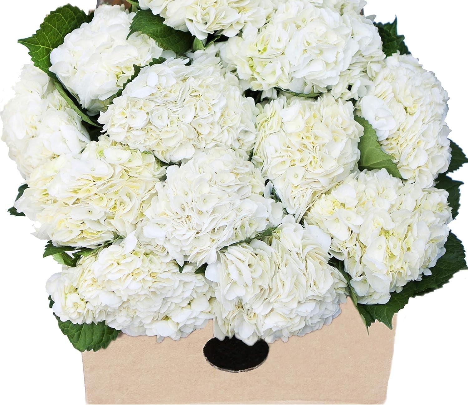 KaBloom : KaBloom : Bulk 15 White Hydrangeas, Next-Day Delivery, Gift ...