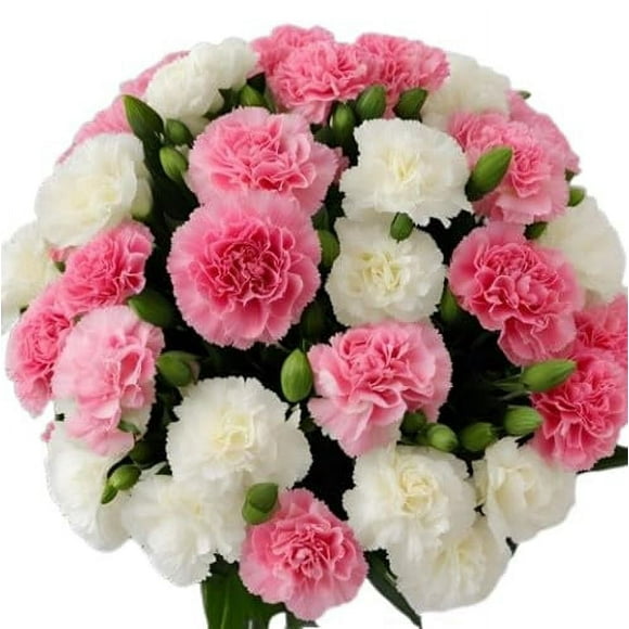 Carnations in All Flowers - Walmart.com
