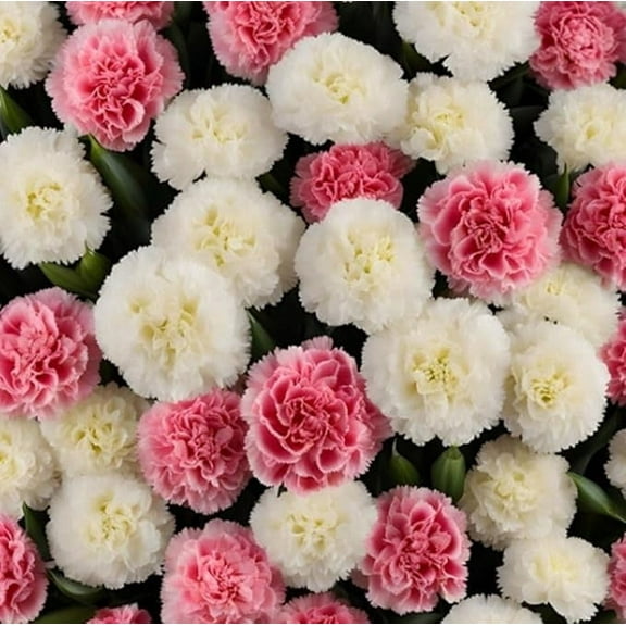 Carnations in All Flowers - Walmart.com