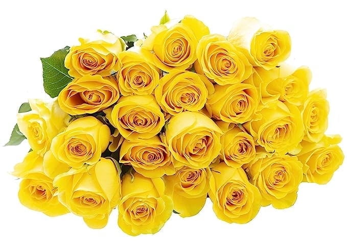 KaBloom :Tranquil Fresh Cut 24 Yellow Roses. - Walmart.com