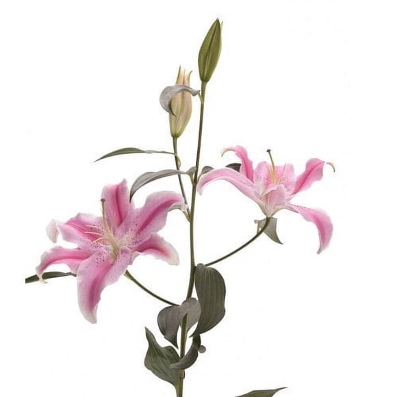 Lilies in All Flowers - Walmart.com