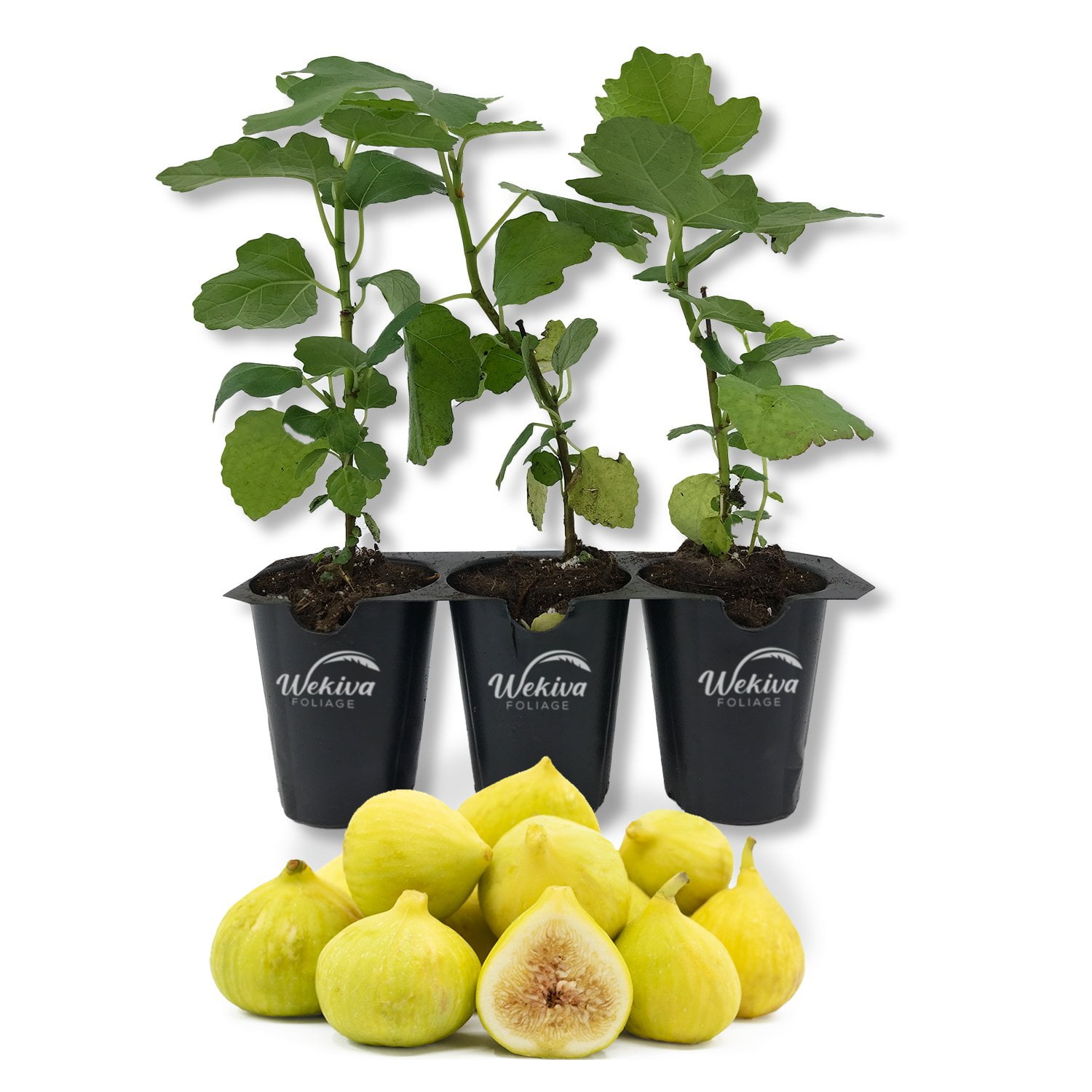 Kadota Fig Tree - 3 Live Tissue Culture Starter Plants - Ficus Carica ...