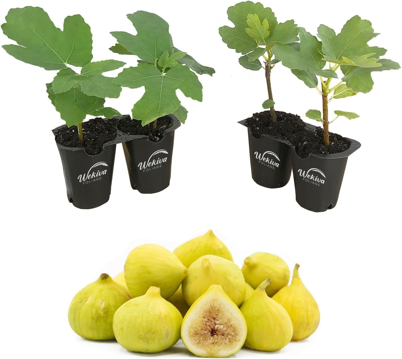 Kadota Fig Tree - 4 Italian Hardy Live Starter Plants - Ficus Carica ...