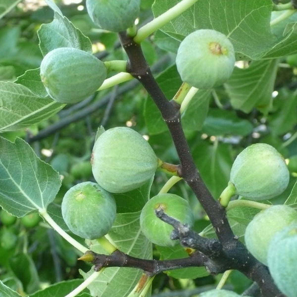 Kadota Fig Tree - Considered Best All-Round Fig 1 Gallon - Walmart ...