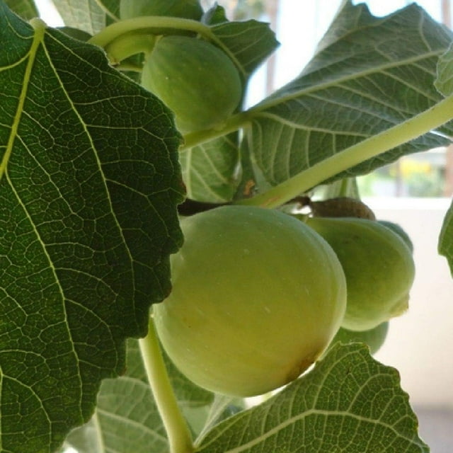 Kadota Fig Tree - Live Plant in a 2 Inch Pot - Ficus Carica - Edible ...