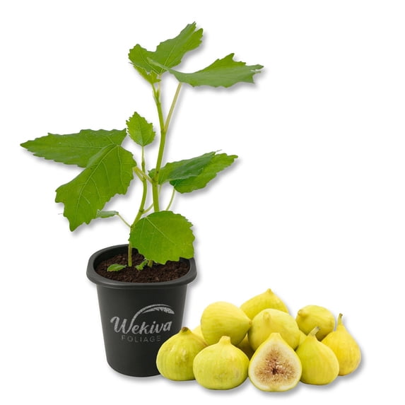 Wekiva Foliage Kadota Fig Tree, Hardy Edible Fruit Plant, 2 Inch Pot ...