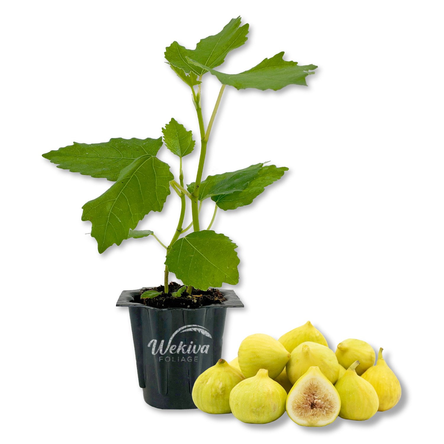 Kadota Fig Tree - Live Starter Plant in a 2 Inch Growers Pot - Ficus Carica - Edible Fruit Tree ...