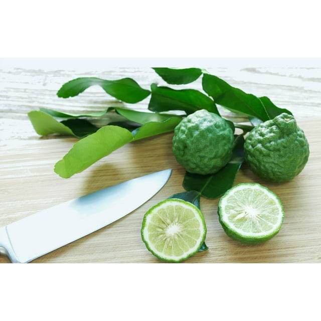 "Kaffir Lime Tree - Dwarf Fruit Bearing Size - Citrus Plant - 5"" Pot ...