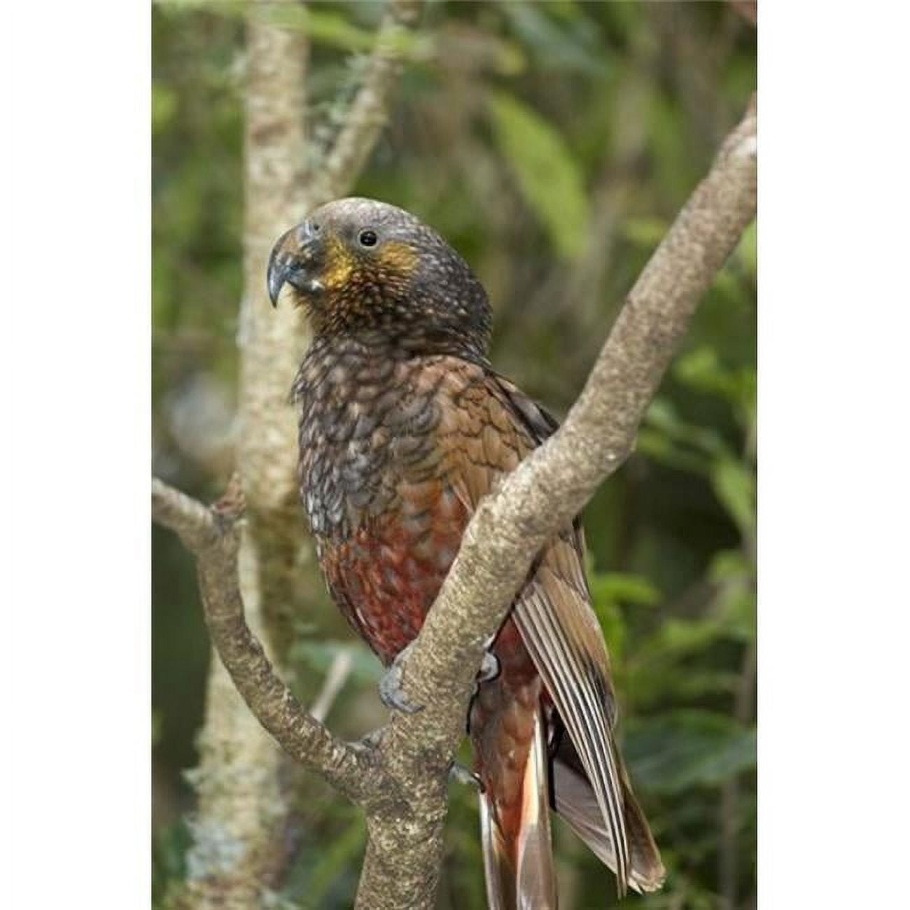 Kaka Tropical Bird Pukaha Mount Bruce New Zealand Poster Print by David ...