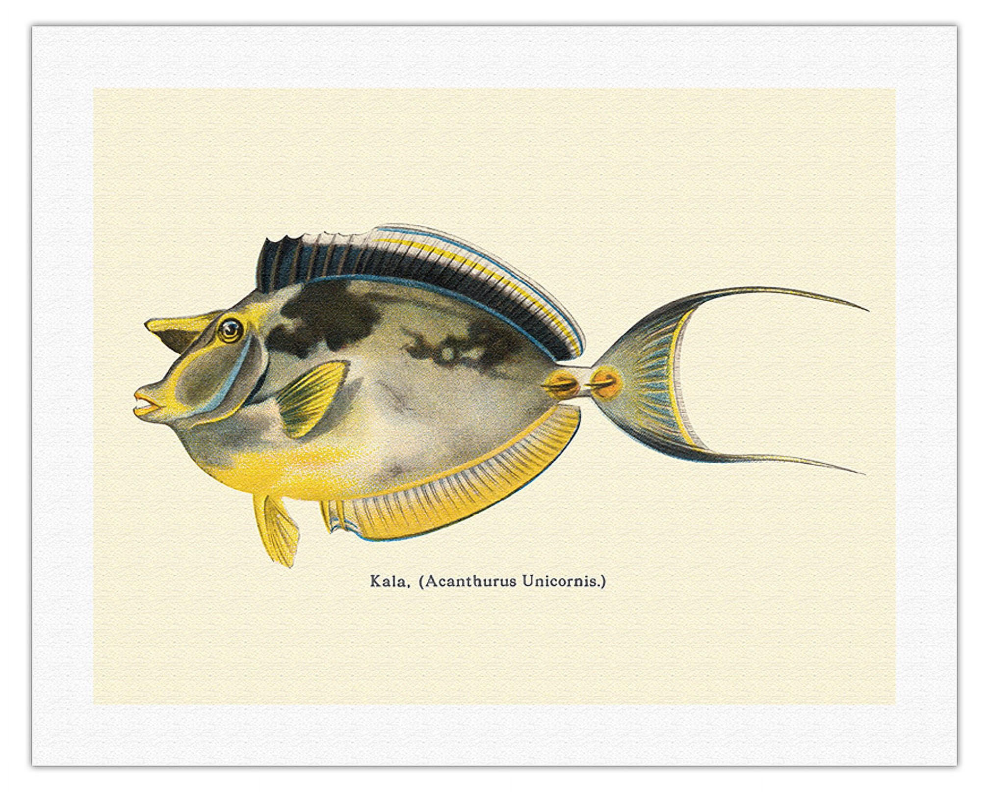 Kala (Acanthurus Unicornis) - Bluespined Unicorn Fish - from - Vintage ...