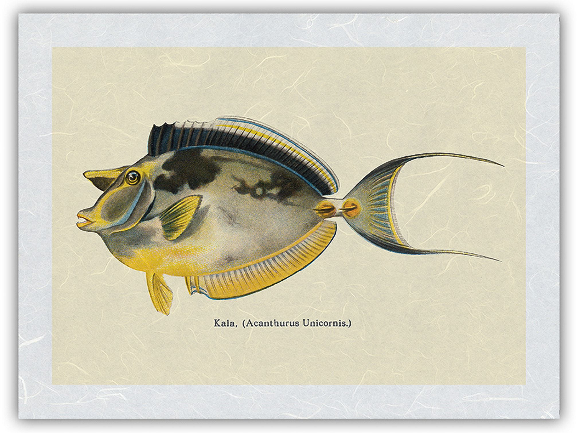 Kala (Acanthurus Unicornis) - Bluespined Unicorn Fish - from - Vintage ...