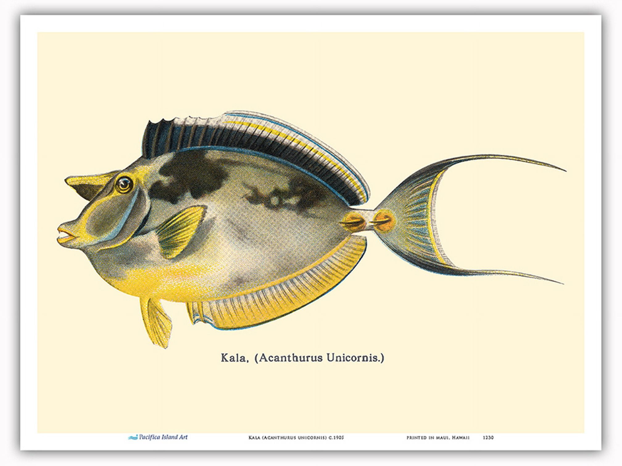 Kala (Acanthurus Unicornis) - Bluespined Unicorn Fish - from - Vintage ...