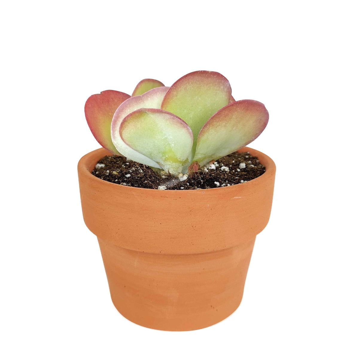 Kalanchoe Flapjacks (4"+ Clay Pot) - Paddle Plant - Kalanchoe ...
