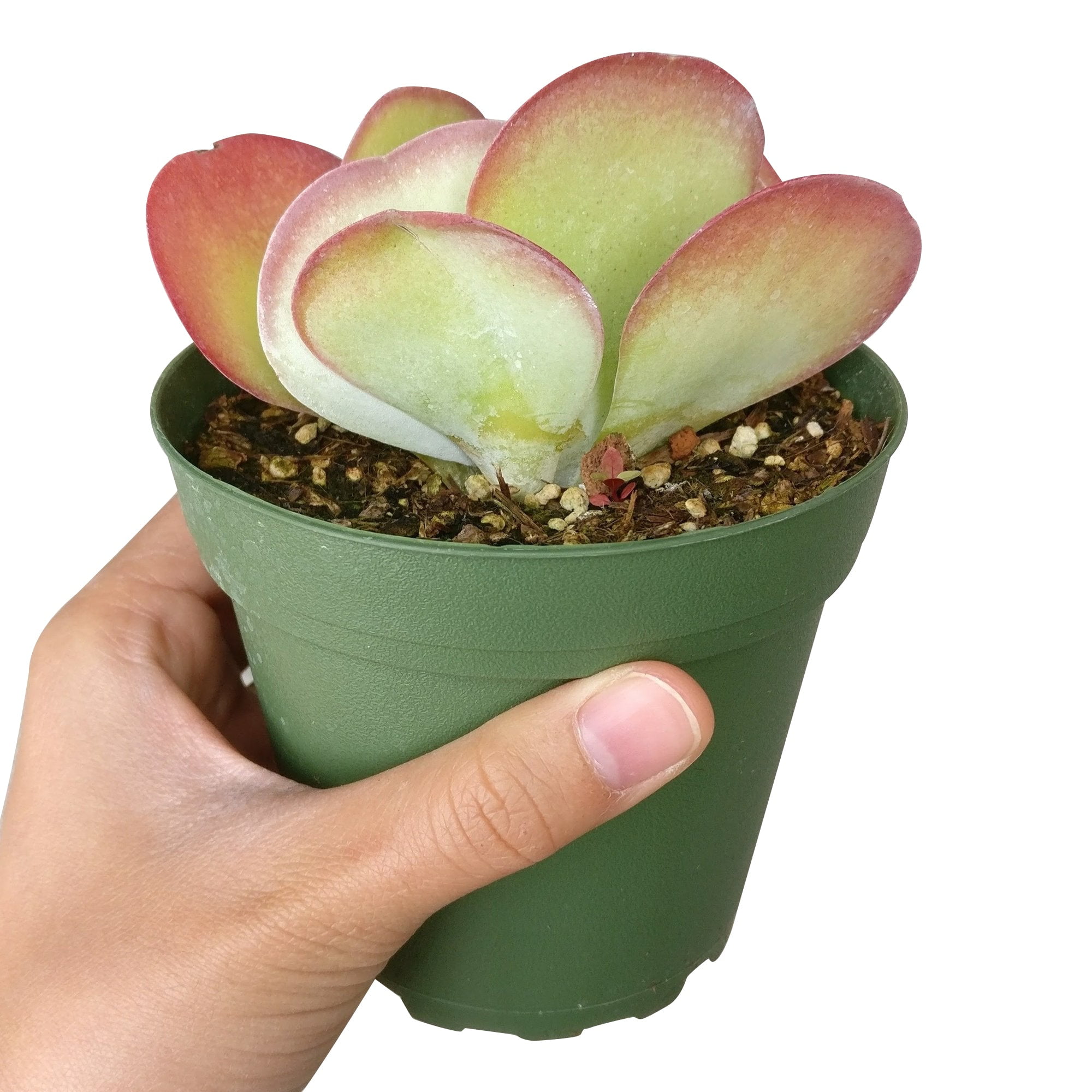 Kalanchoe Flapjacks (4"+ Plastic Pot) - Paddle Plant - Kalanchoe ...