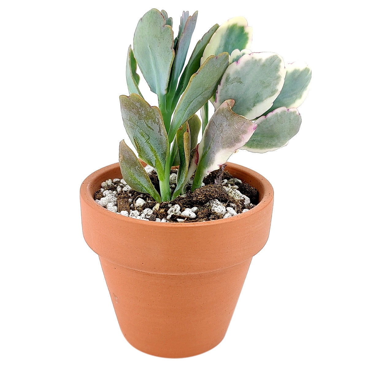 Kalanchoe Lavender Scallops (4"+ Clay Pot) - Bryophyllum fedtschenkoi ...
