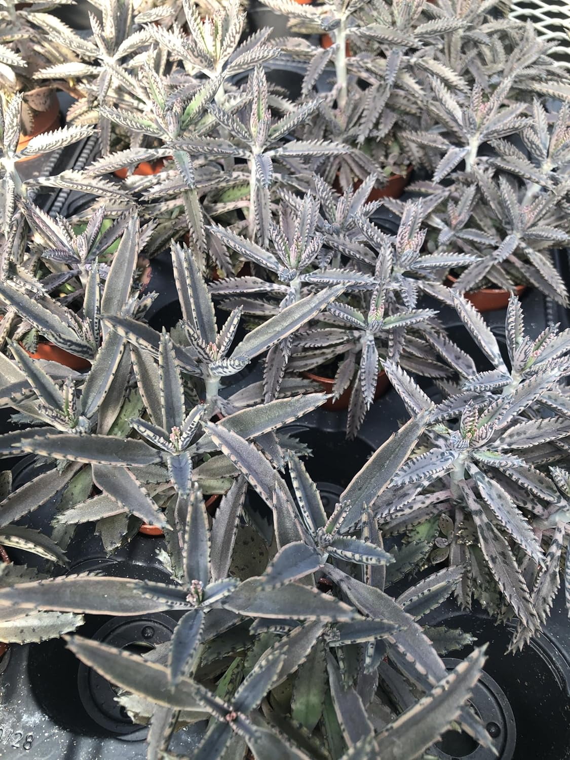 Kalanchoe ~ Mother of Thousands ~ Aligator Plant ~ Live Plant for Home ...