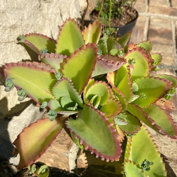 Kalanchoe Mother of Thousands Plant, Mother of Thousands Plant, Rare ...