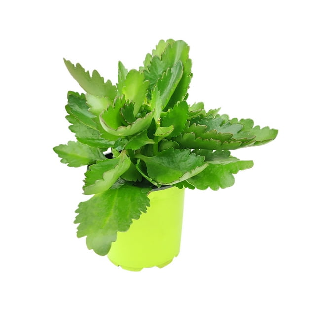 Kalanchoe blossfeldiana 'Calandiva Yellow' ( No Flower 4" Grower Pot ...