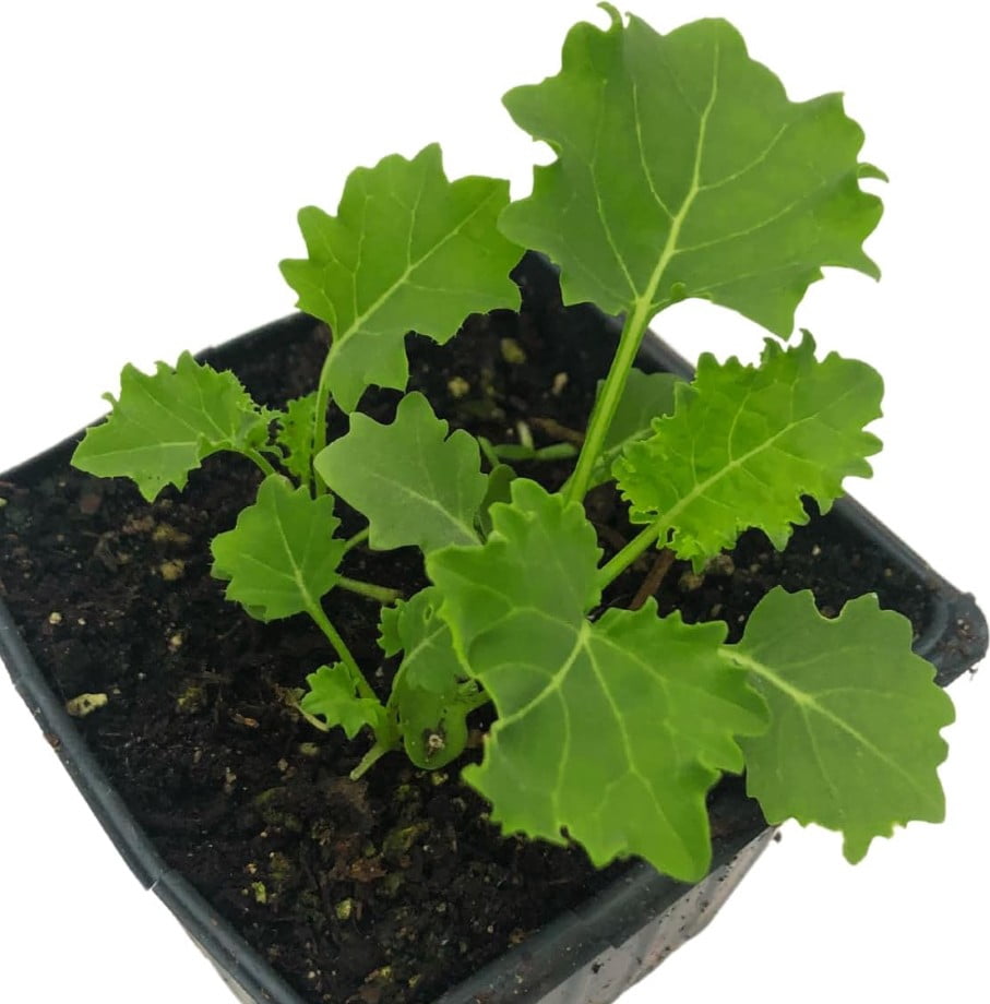Kale, Dwarf Blue Curled (Brassica oleracea) Organic Plant in 2.5-inch ...