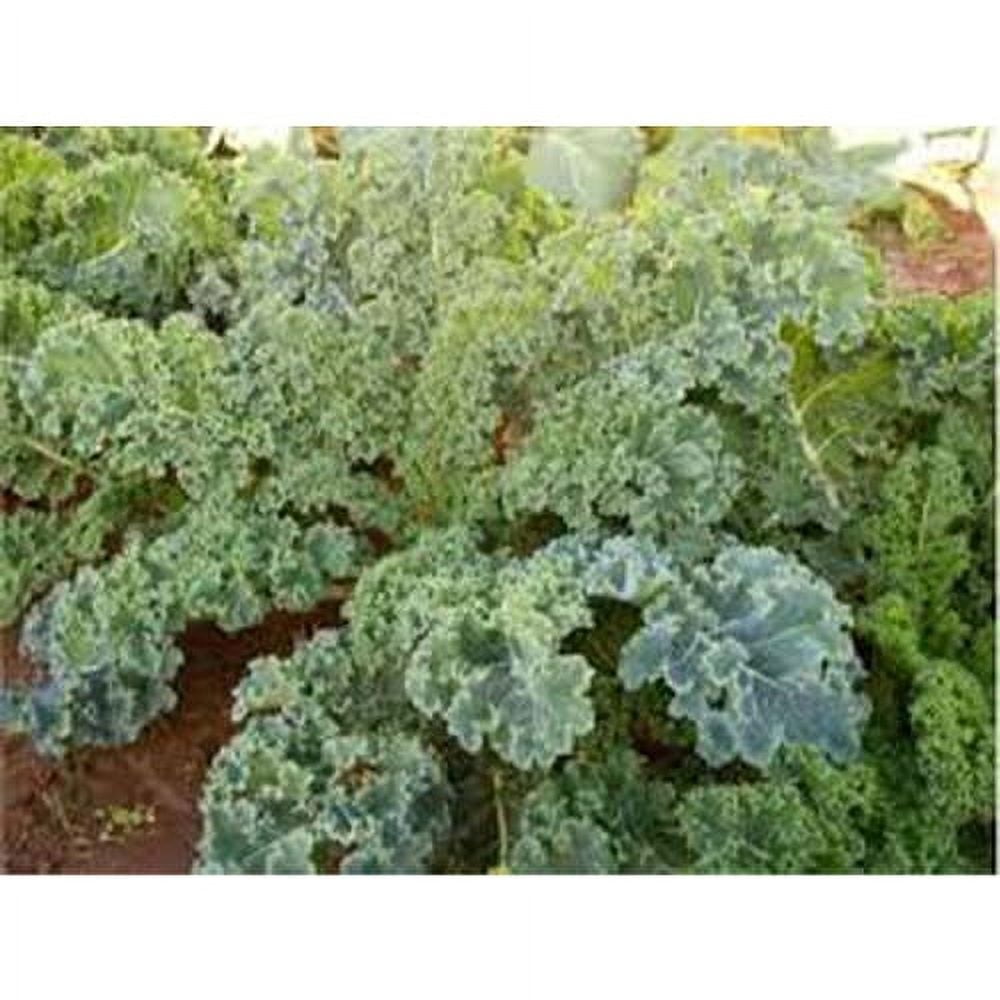 Kale Dwarf Siberian Improved Great Heirloom Vegetable By Seed Kingdom 1 ...
