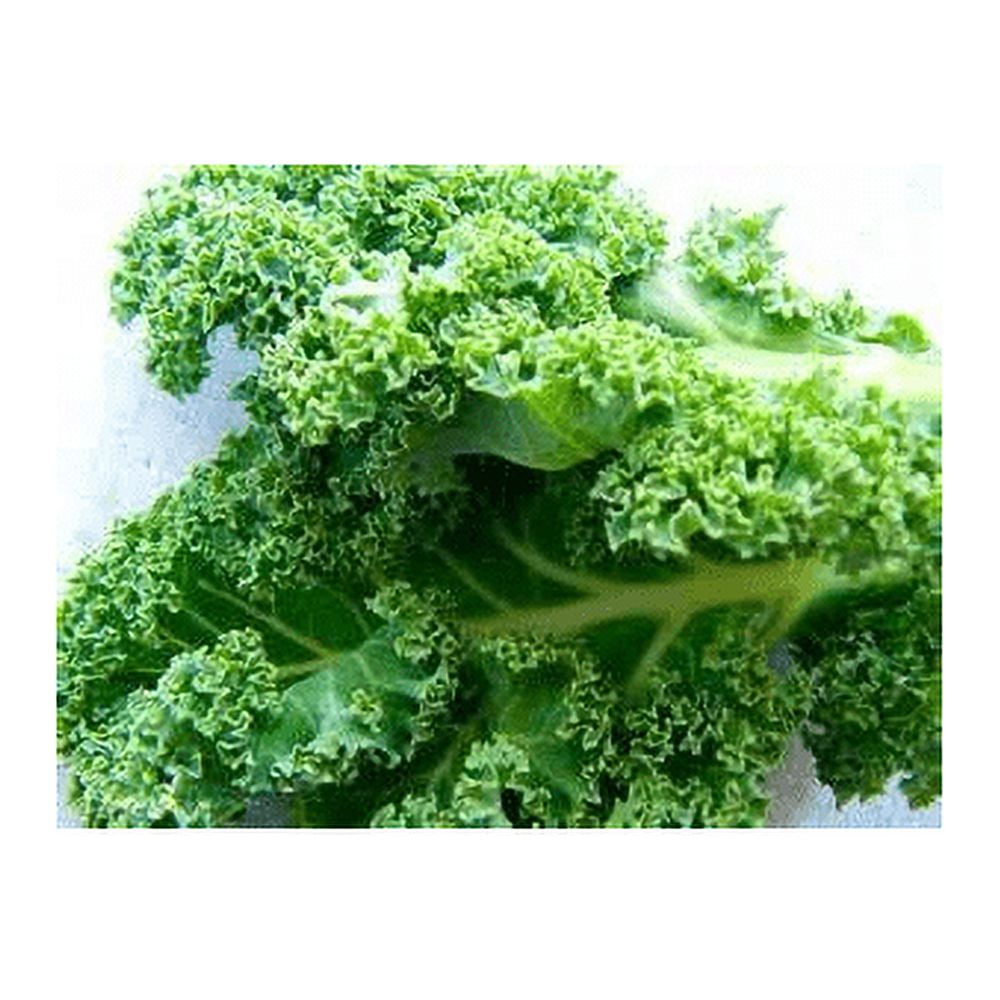 Kale Dwarf Siberian Improved Great Heirloom Vegetable by Seed Kingdom ...