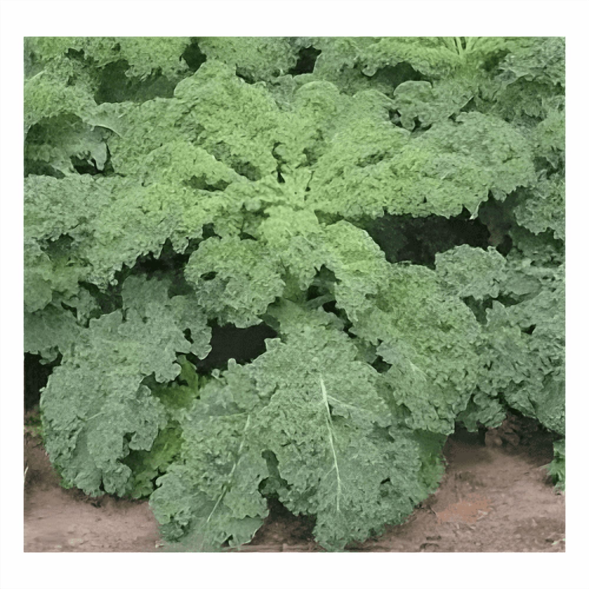 Kale Dwarf Siberian Improved Great Heirloom Vegetable by Seed Kingdom ...