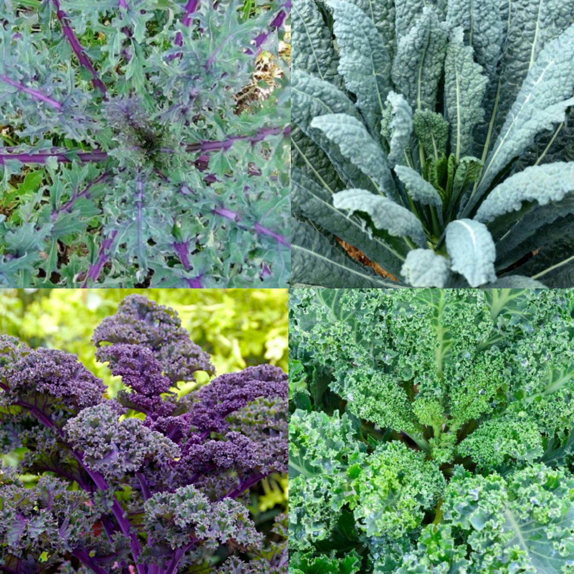 Kale GARDEN BLEND 200 Seeds - Mother Nature's Seeds - Wildflower Seeds ...