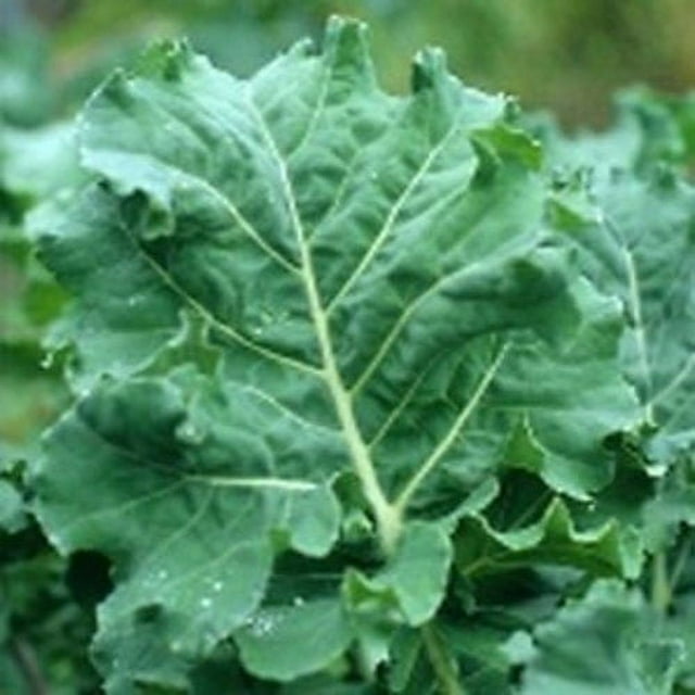 Premier Great Heirloom Kale Vegetable Seeds, 1,000 Count, Planting ...