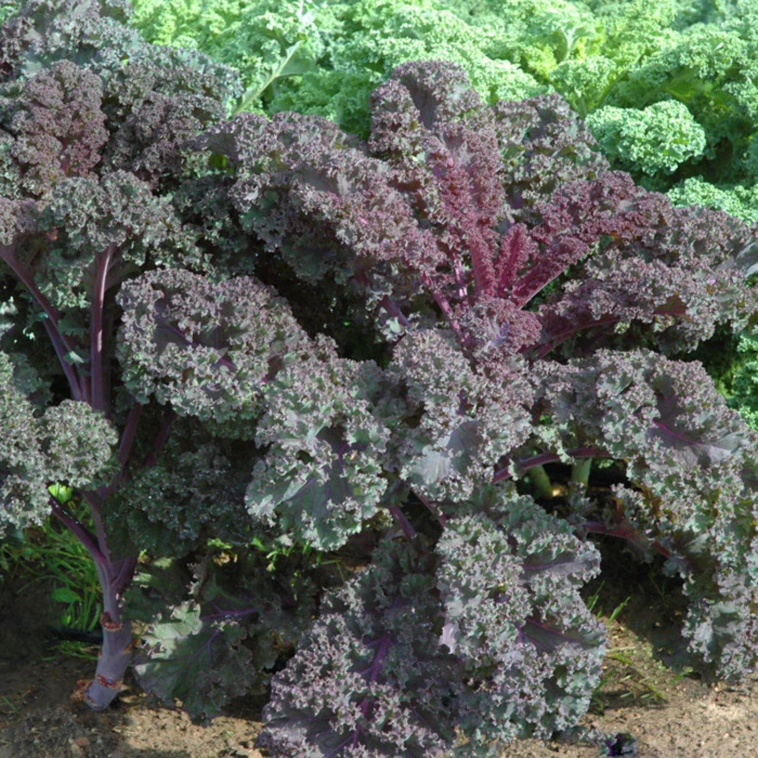 Kale Scarlet Seed - Walmart.com