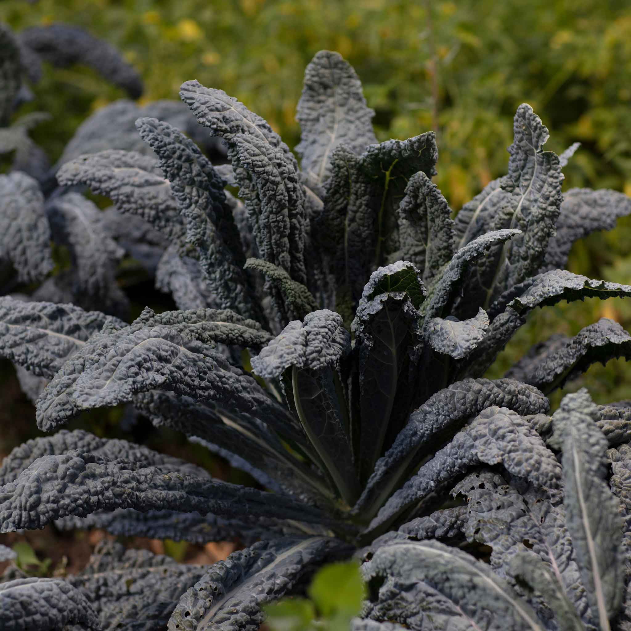 Eden Brothers Kale Seeds - Black Magic - Walmart.com