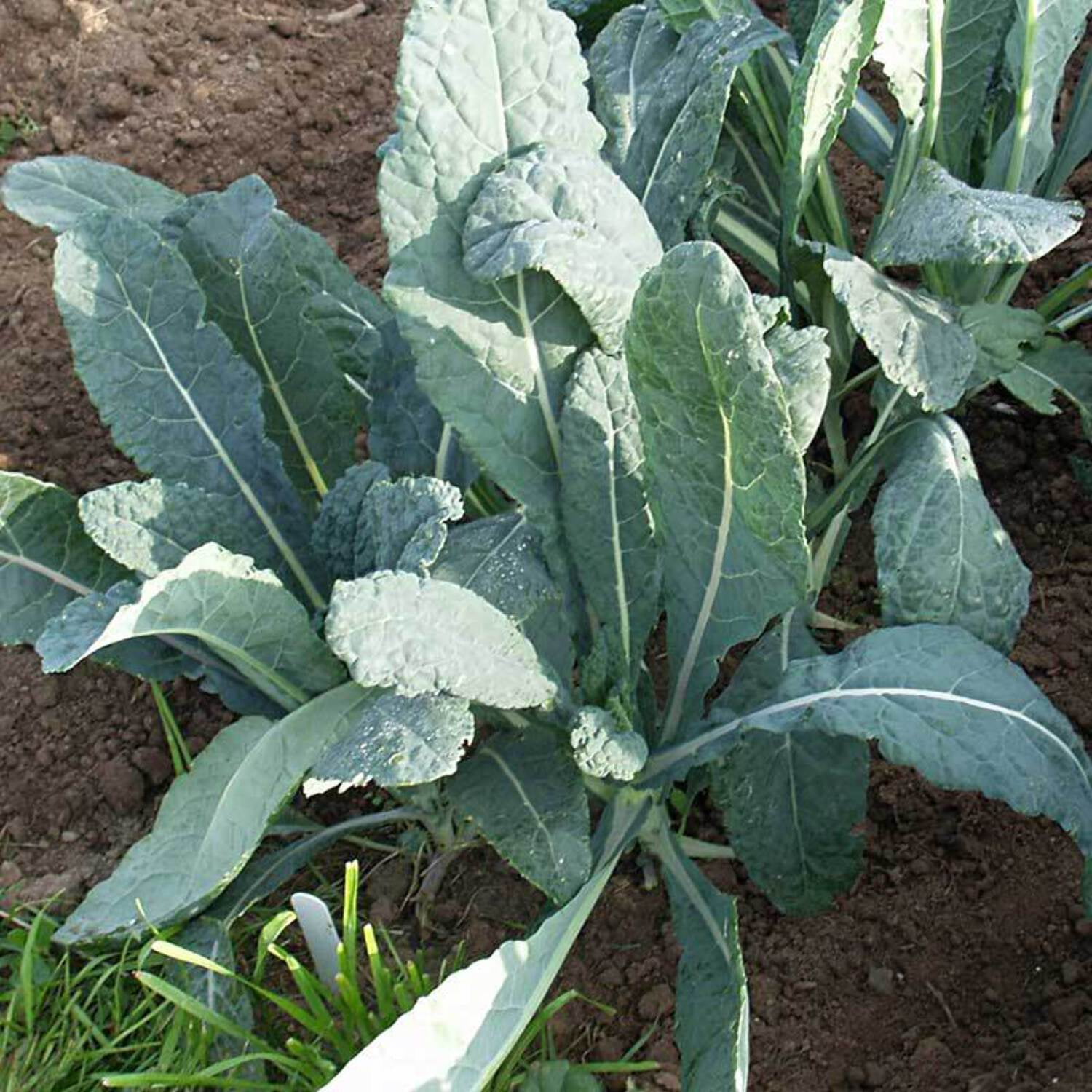 Kale Seeds - Lacinato Organic Variety Kale Seeds - Non-GMO - 50 Seeds ...