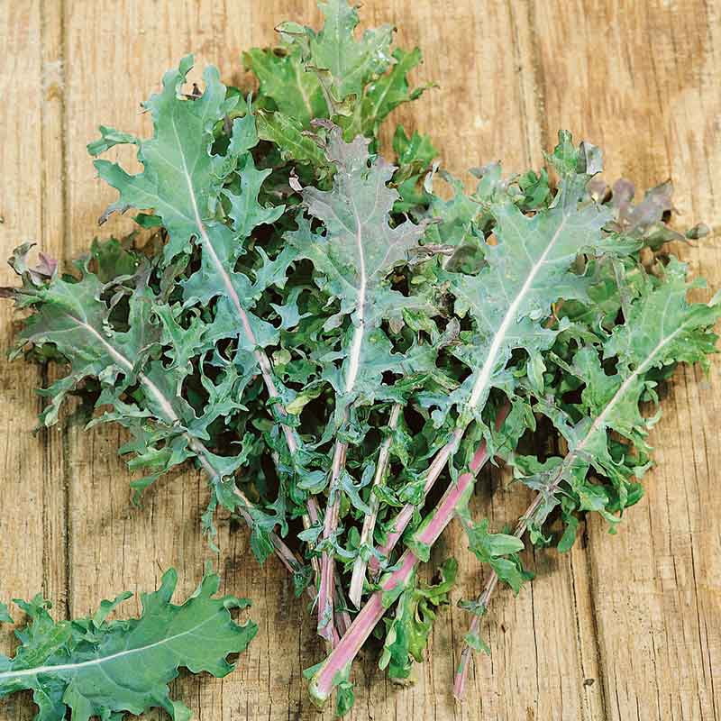 Eden Brothers Kale Seeds (Organic) - Red Russian - Walmart.com