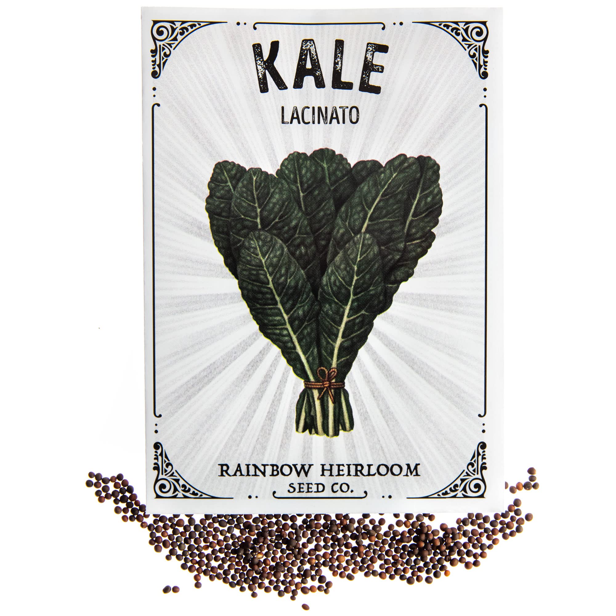 Kale Seeds for Planting OIF8 | Lacinato Variety (2g Packet - Approx 560 ...