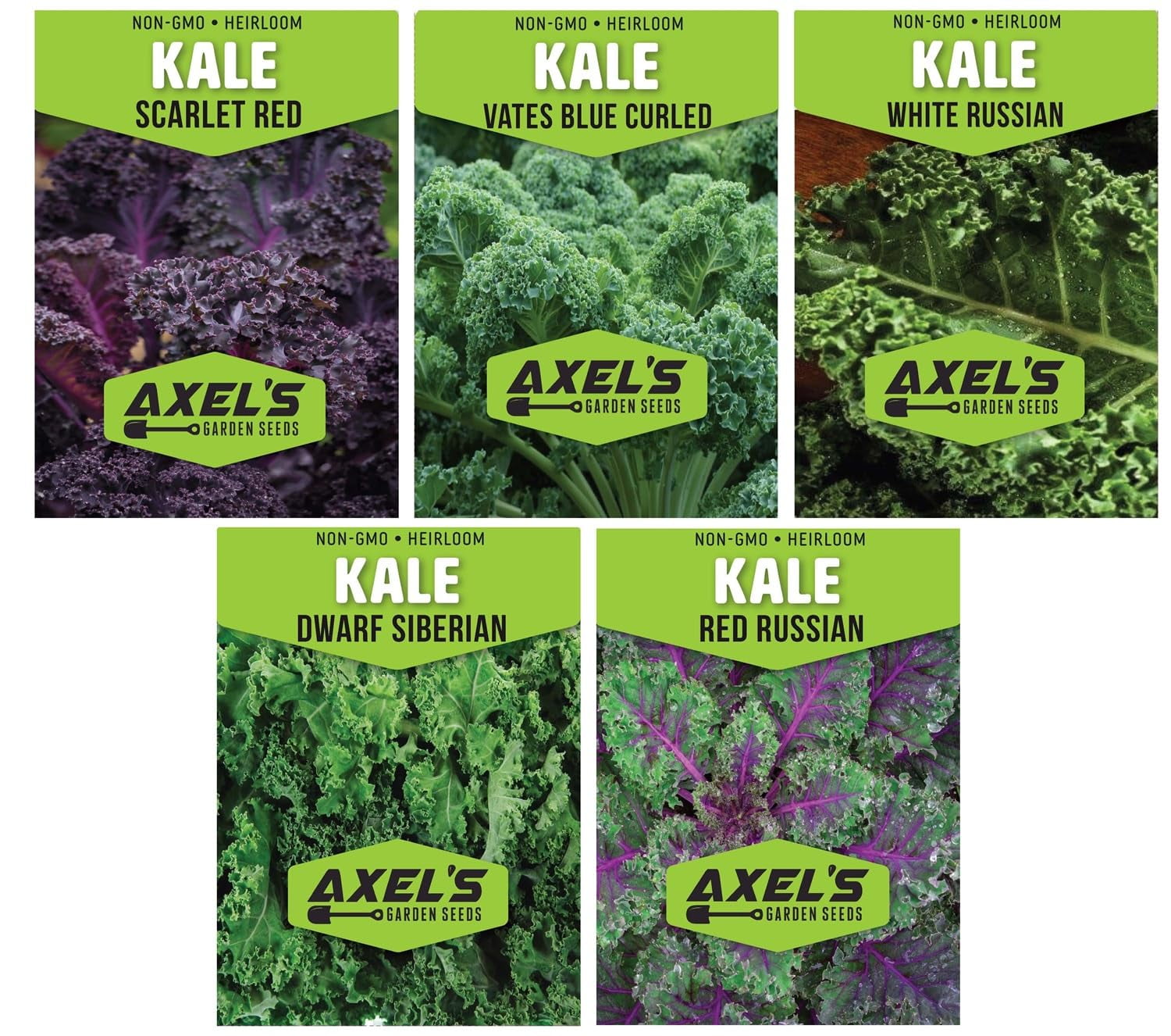 Kale Seeds for Planting - Plant MVR1 & Grow Heirloom Kale Varieties ...