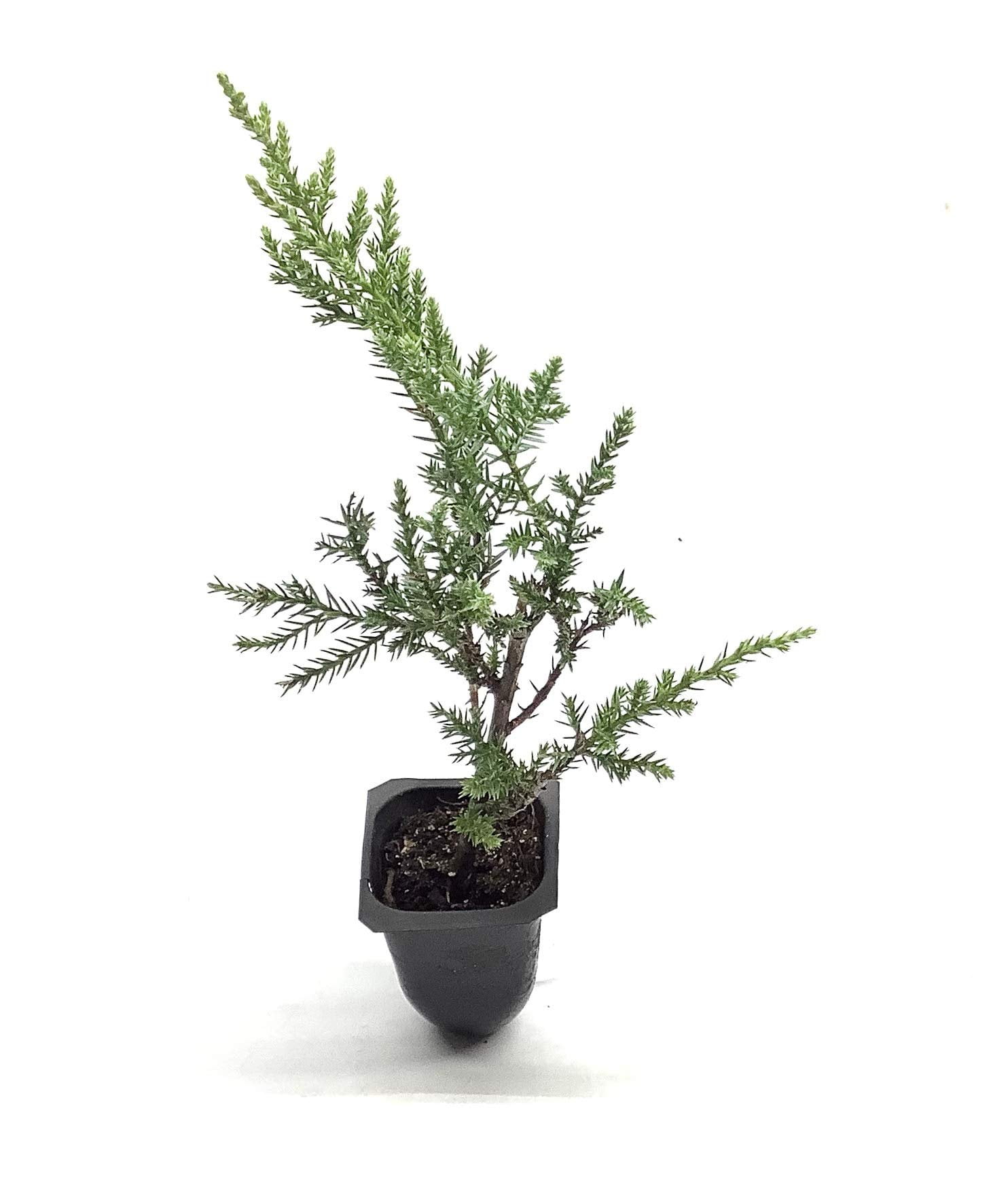 Kallay Juniper - 3 Live Plants - Juniperus Chinensis - Drought Tolerant ...