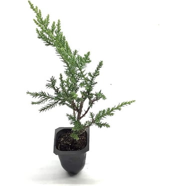 Monna Juniper Sierra Spreader 3 Live Gallon Size Plants Juniperus ...