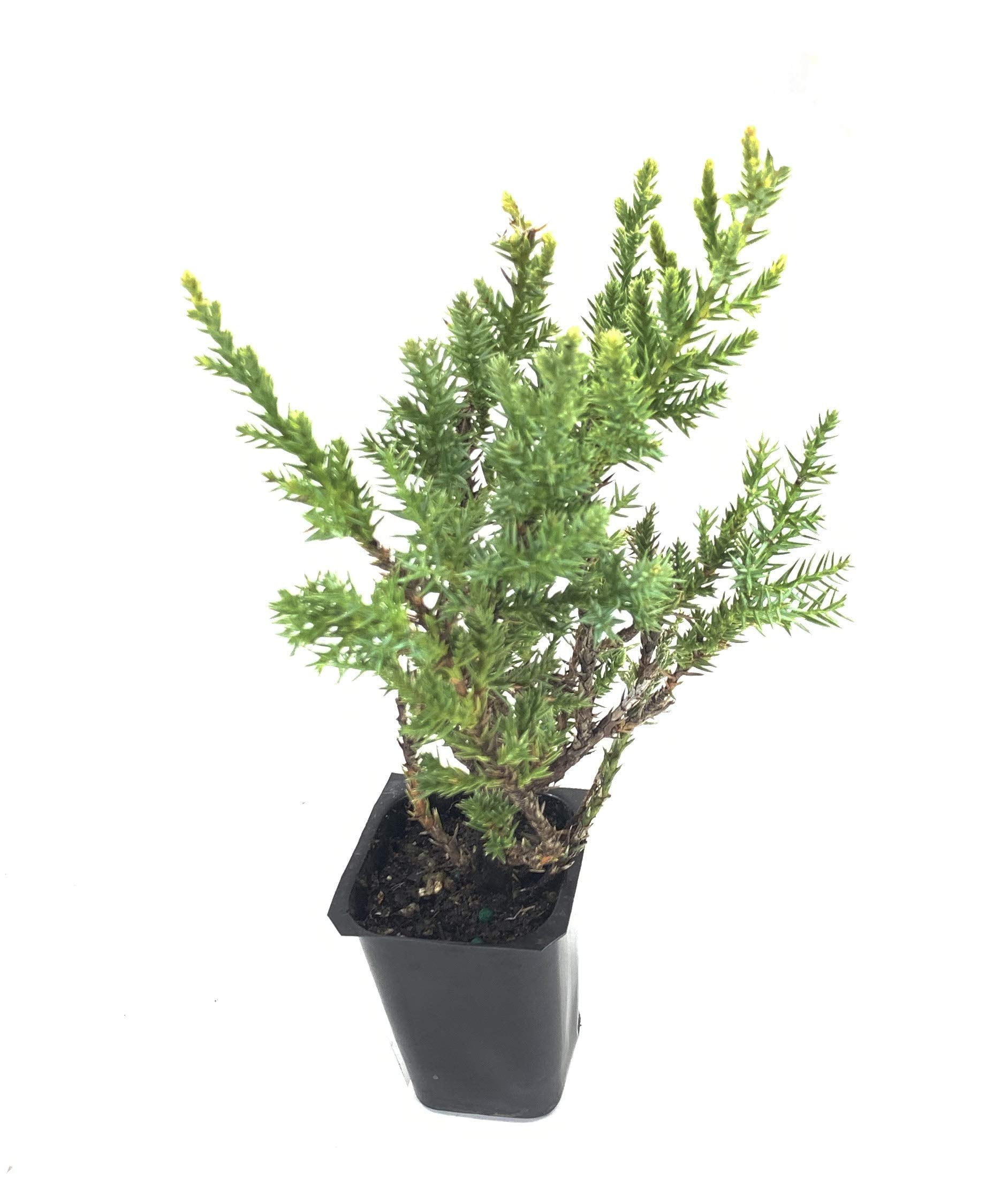 Kallay Juniper - 30 Live Plants - Drought Tolerant Cold Hardy Evergreen ...