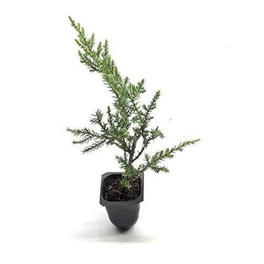 Blue Rug Juniper - 10 Live Plants - Drought Tolerant Cold Hardy Ground ...