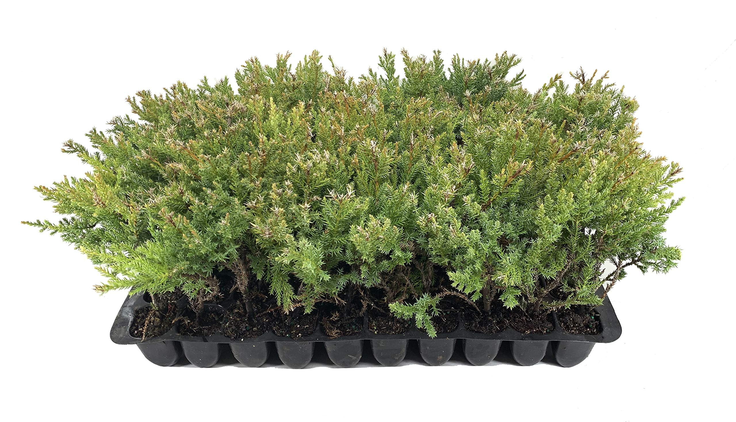 Kallay Juniper 60 Live Plants Juniperus chinensis Keteleeri Evergreen ...