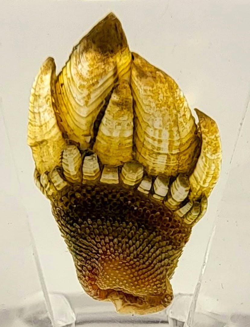 Kamenote Japanese Goose Barnacle Encased in 38mm Crystal Clear Lucite ...