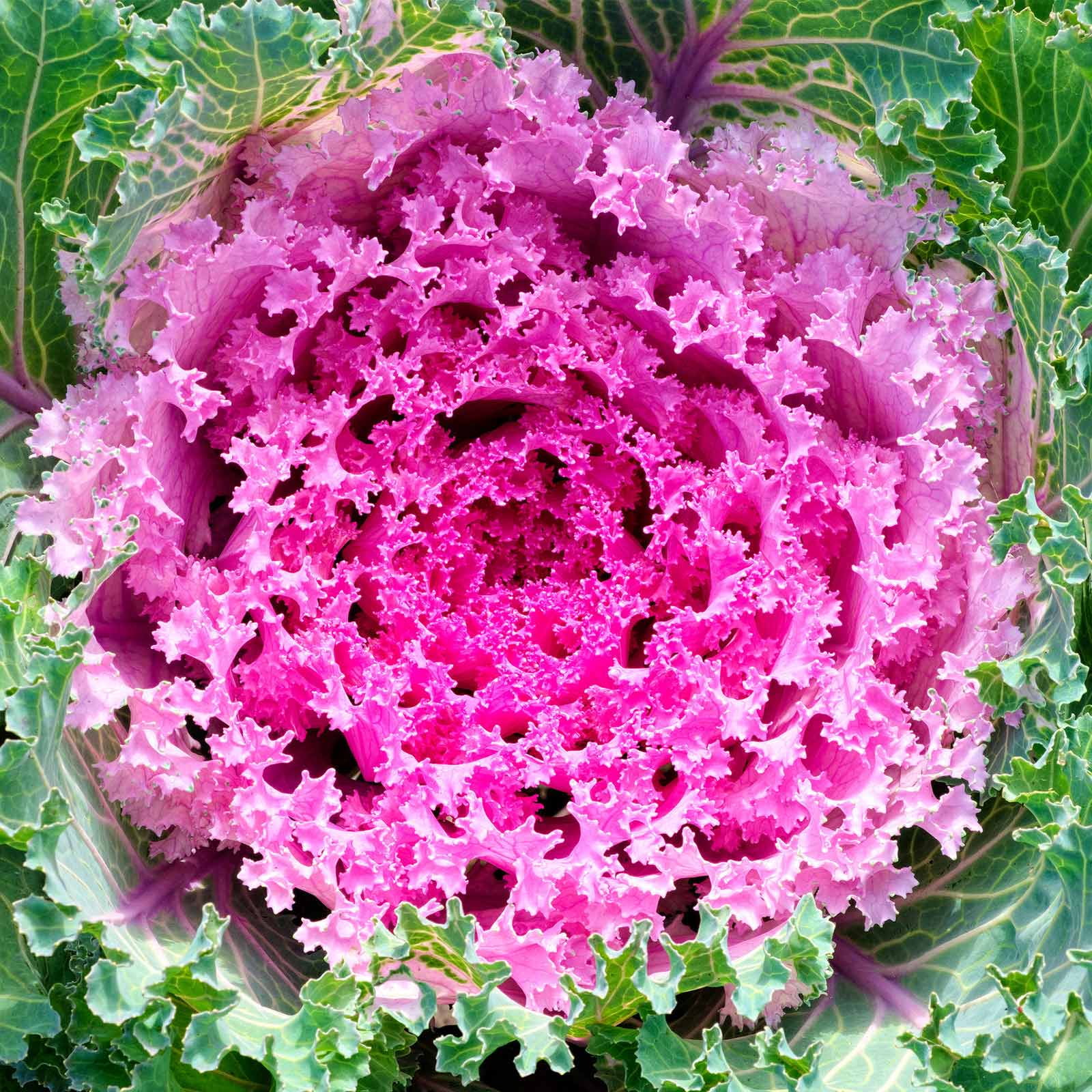 Kamome Series Flowering Kale Garden Seeds - Pink - 1000 Seeds - Non-GMO ...