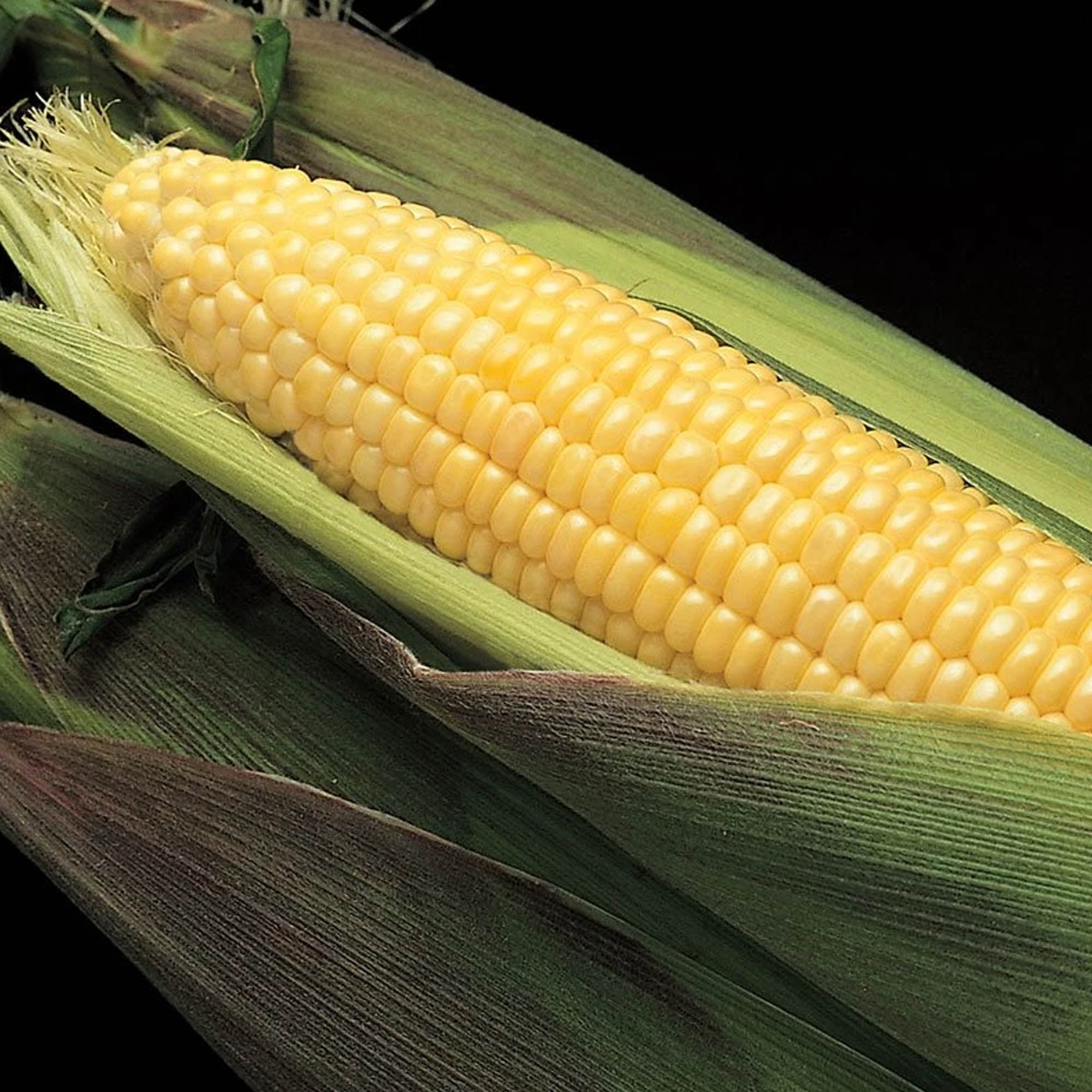 Kandy Korn Hybrid Corn - 1/2 OZ ~80 Seeds - Non-GMO Hybrid (SE ...