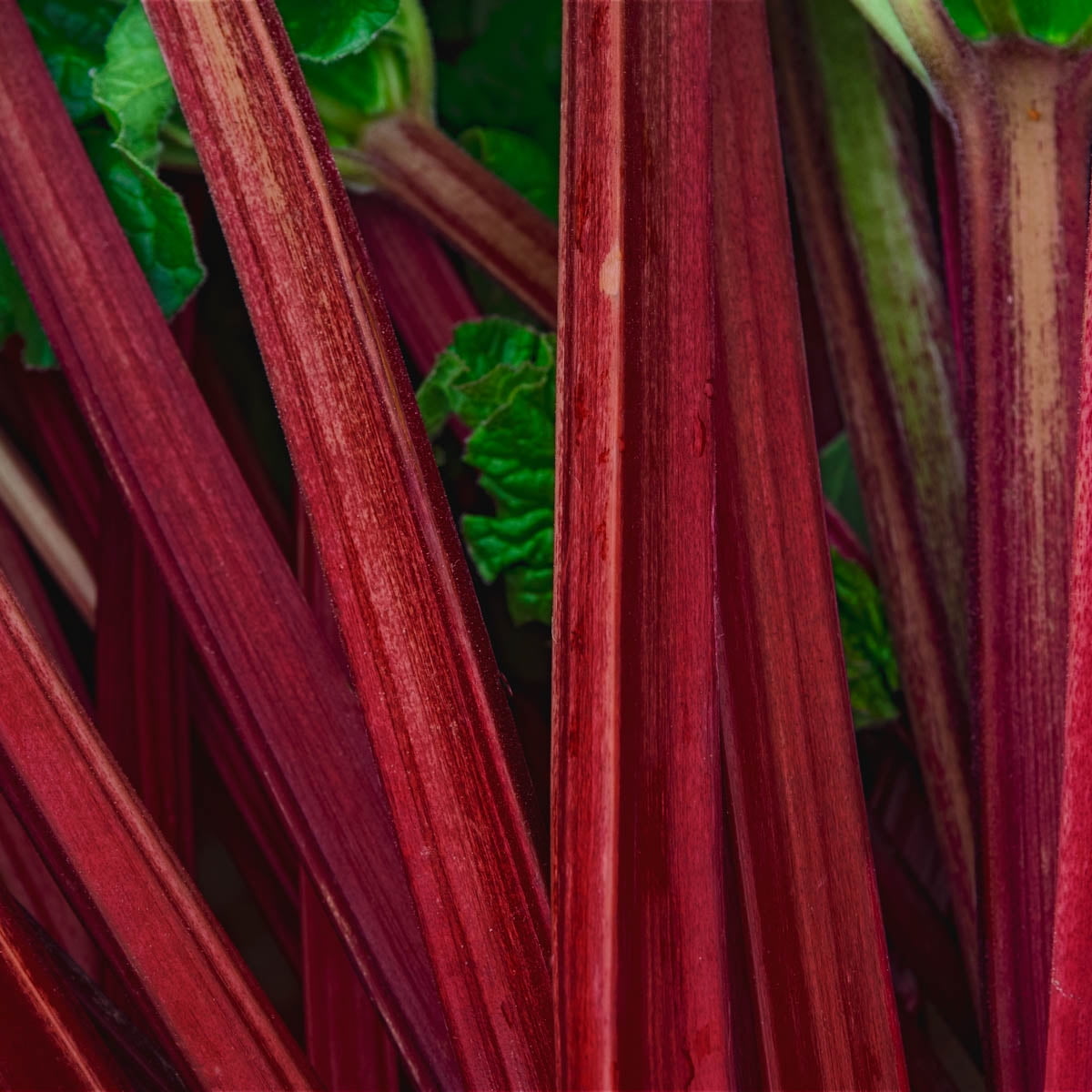 Kangarhu Rhubarb Rheum Dormant Bare Root Vegetable Starter Plant, One ...