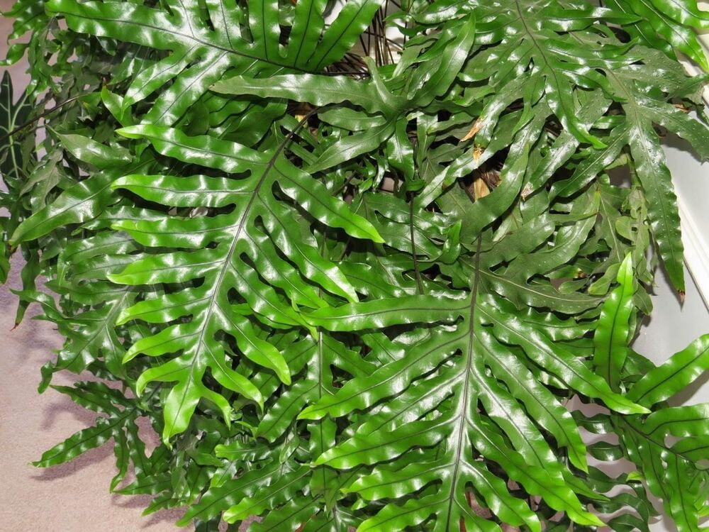 Kangaroo Paw Fern - Live Plants in 4 Inch Grower's Pots - Microsorum ...