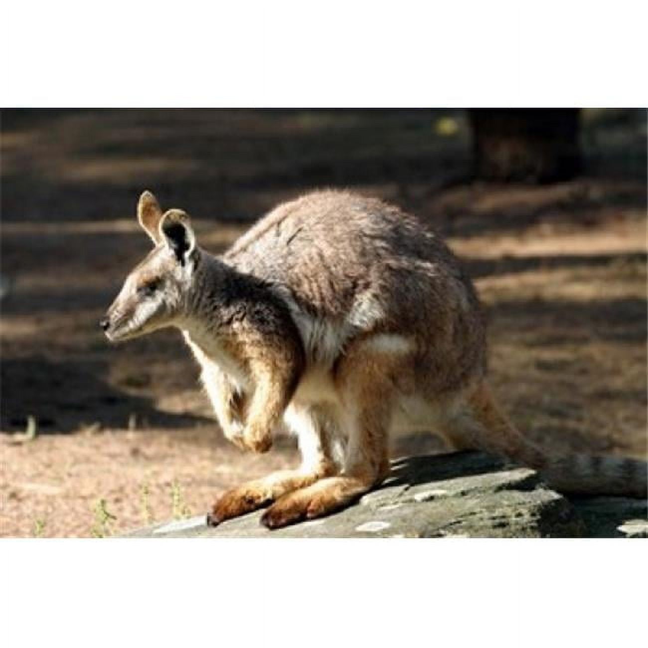Kangaroo Taronga Zoo Sydney Australia Poster Print by David Wall - 26 x ...