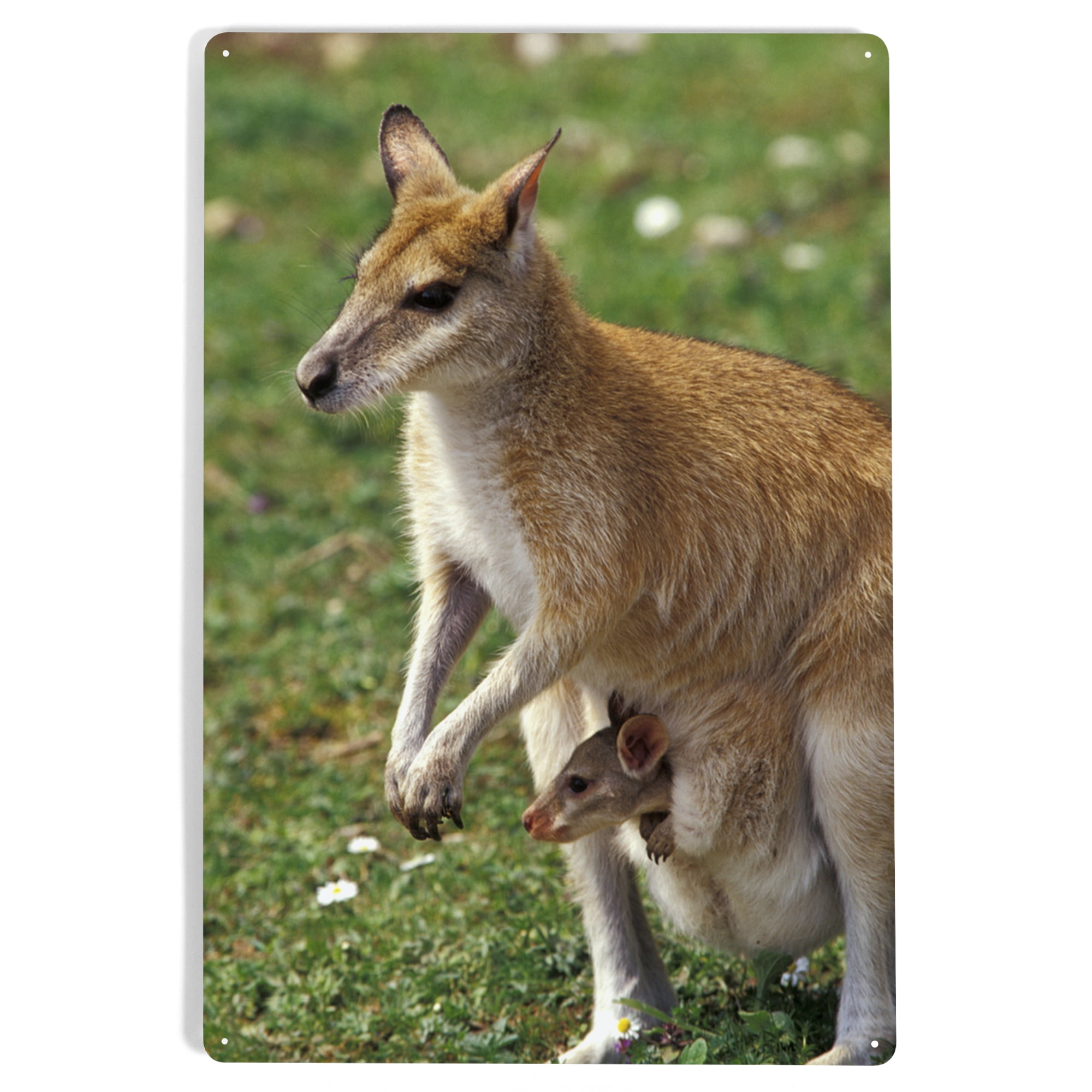 Kangaroo and Baby (12x18 Aluminum Art, Indoor Outdoor Metal Sign Decor ...