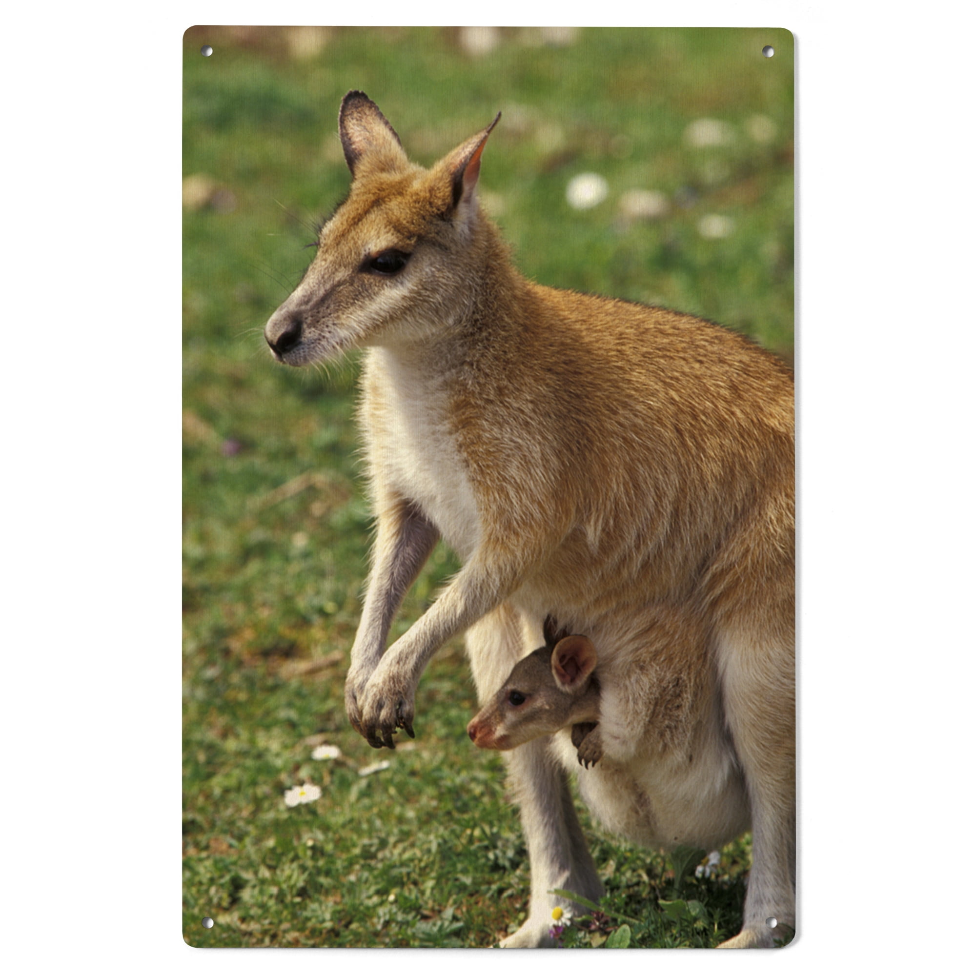 Kangaroo and Baby Birch Wood Wall Sign (6x9 Rustic Home Decor, Ready to ...