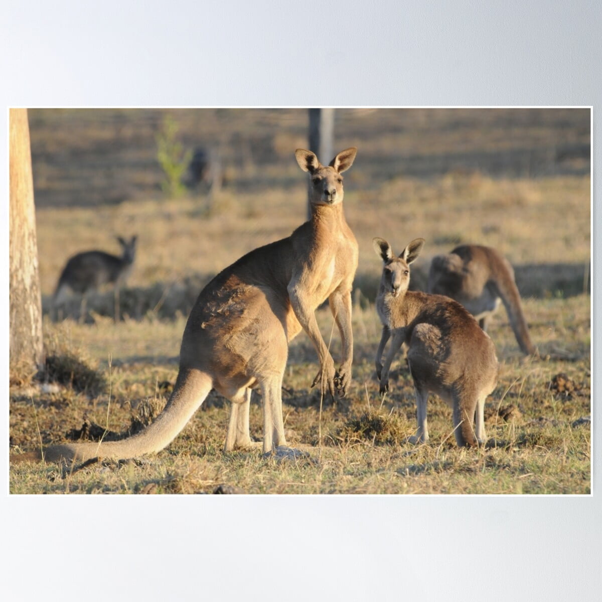 Kangaroos Just Hanging Together. Poster Wall Art, Modern Wall Decor For ...